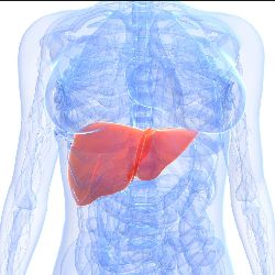 Ciroza jetre, masna jetra, hepatitis. Savjeti kako liječiti bolsti jetre.
